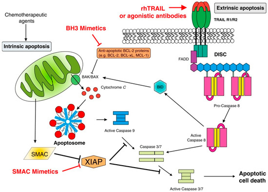 Realizing the Clinical Potential of Immunogenic Cell Death in Cancer ...
