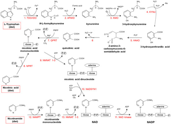 Niacin in the Central Nervous System: An Update of Biological Aspects ...