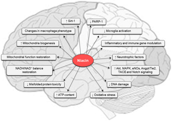 IJMS | Free Full-Text | Niacin in the Central Nervous System: An Update ...