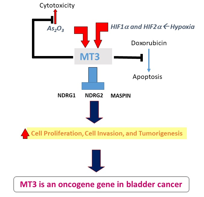 IJMS | Free Full-Text | Metallothionein 3 Is a Hypoxia-Upregulated ...