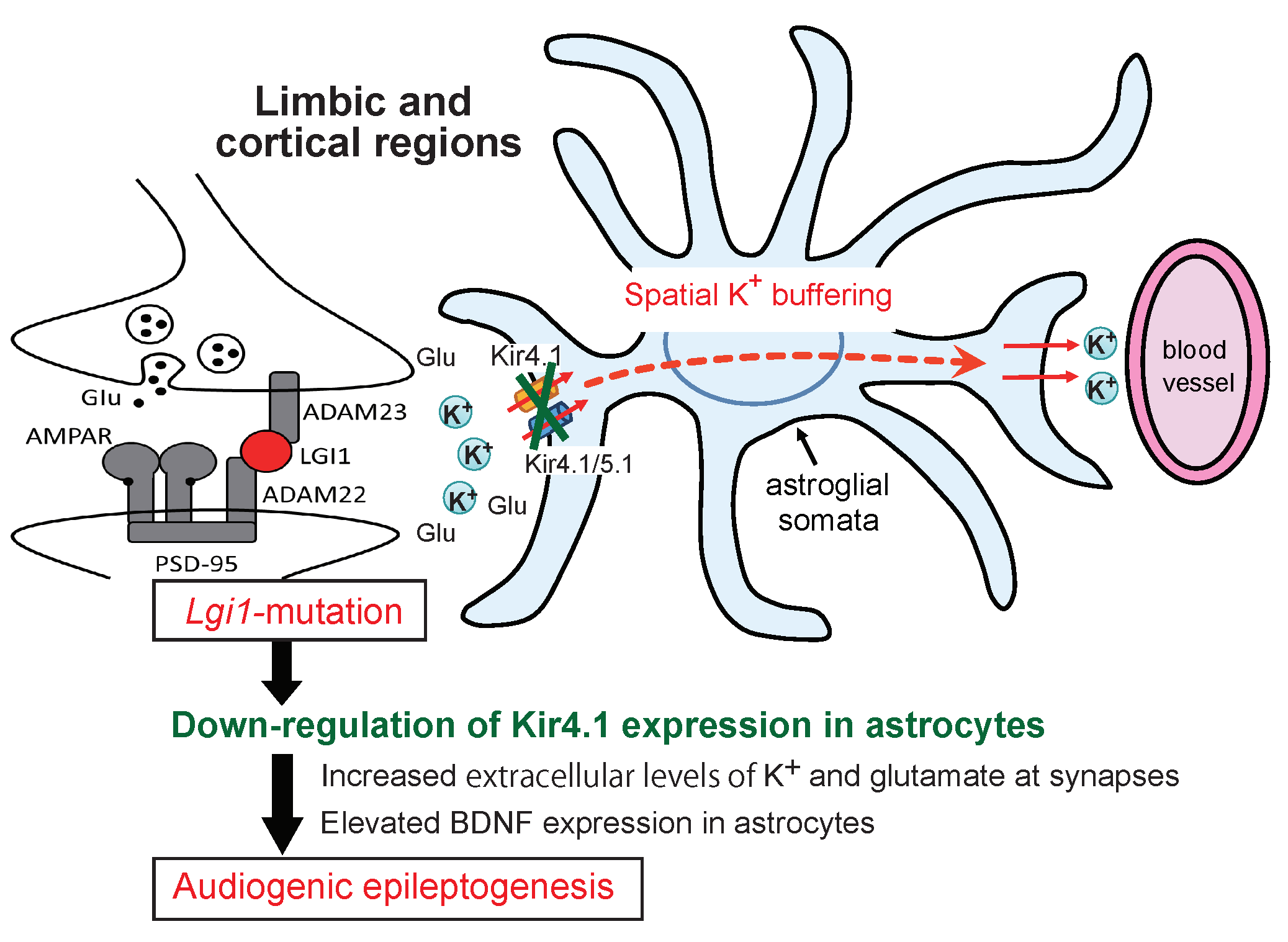 IJMS | Free Full-Text | Down-Regulation of Astrocytic Kir4.1 Channels ...