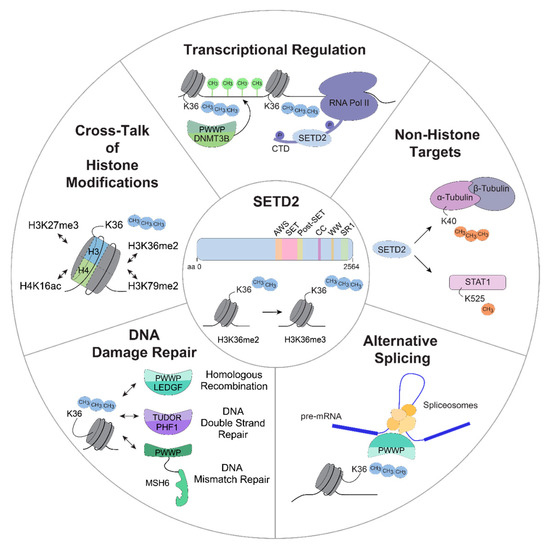 Roles of SETD2 in Leukemia—Transcription, DNA-Damage, and Beyond