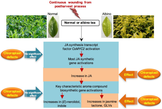 IJMS | Special Issue : Jasmonic Acid Pathway in Plants
