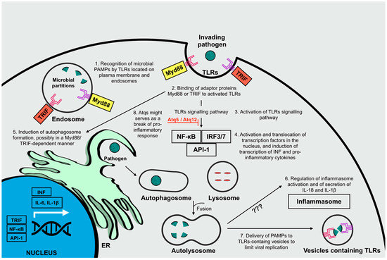 Autophagy in Zika Virus Infection: A Possible Therapeutic Target to Counteract Viral Replication