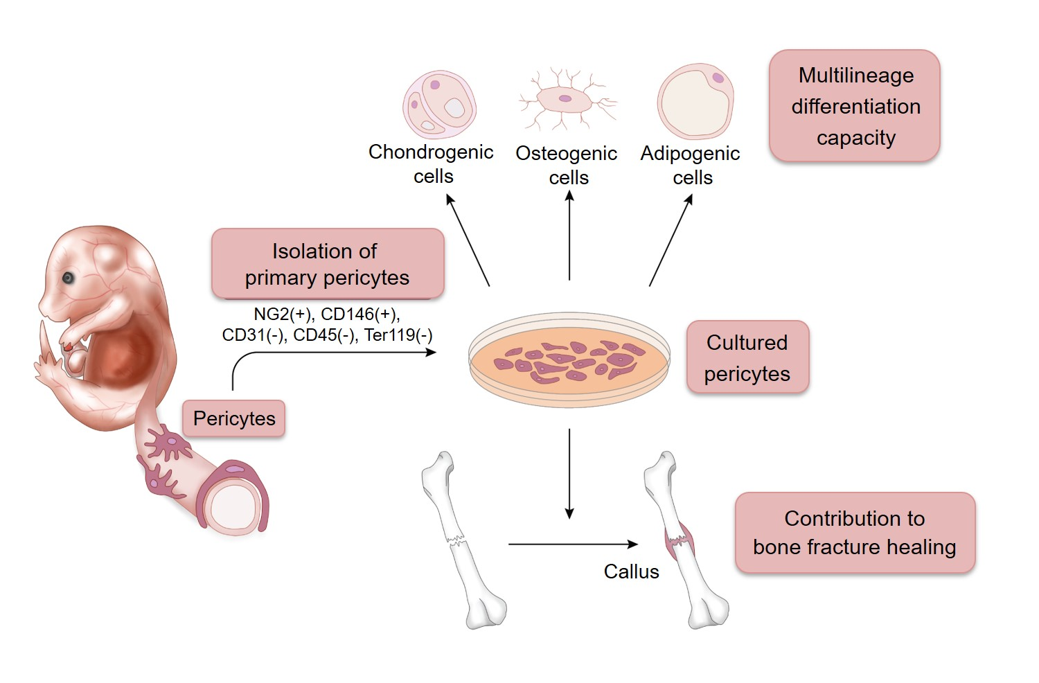 IJMS | Free Full-Text | Pericytes as a Source of Osteogenic Cells in ...
