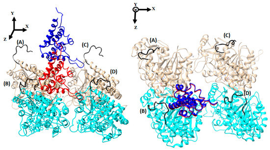 Processivity vs. Beating: Comparing Cytoplasmic and Axonemal Dynein ...