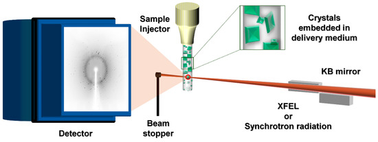 IJMS | Special Issue : Protein X-Ray Free Electron Laser (XFEL) Crystallography: A Novel ...