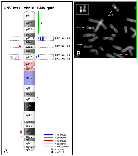 Refining the Phenotype of Recurrent Rearrangements of Chromosome 16