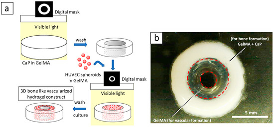 Vascularized Bone-Mimetic Hydrogel Constructs by 3D Bioprinting to ...