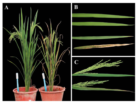 Physiological and Transcriptome Analyses of Early Leaf Senescence for ...