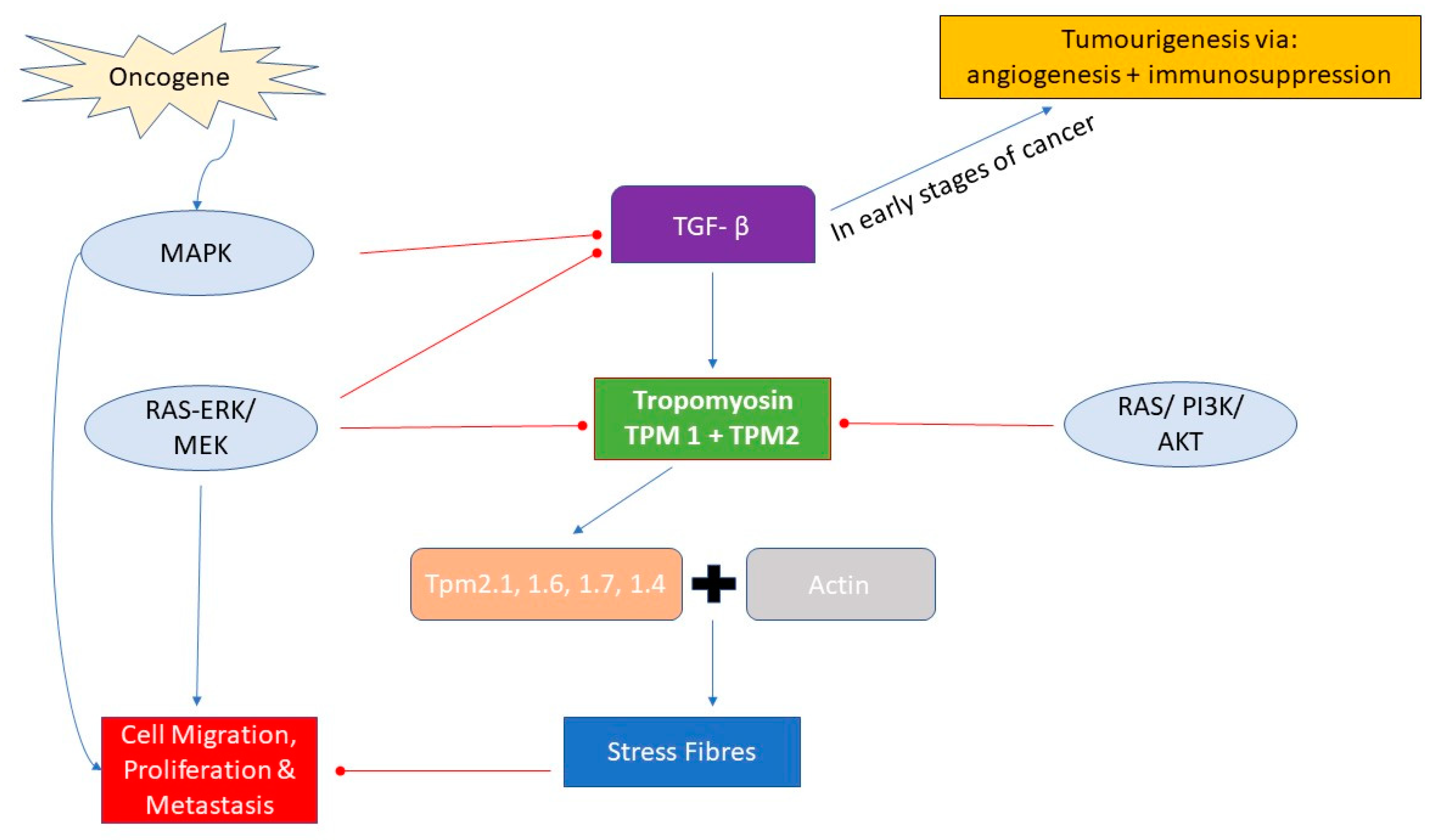 Tropomyosins: Potential Biomarkers for Urothelial Bladder Cancer