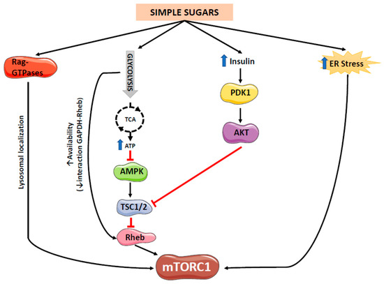 mTOR is a Key Protein Involved in the Metabolic Effects of Simple Sugars