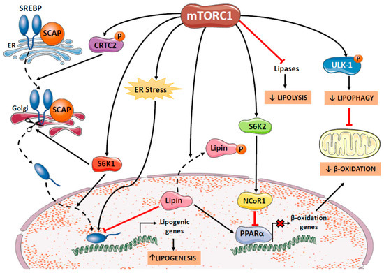 mTOR is a Key Protein Involved in the Metabolic Effects of Simple Sugars