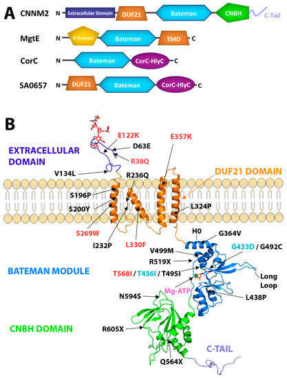 Current Structural Knowledge on the CNNM Family of Magnesium Transport ...
