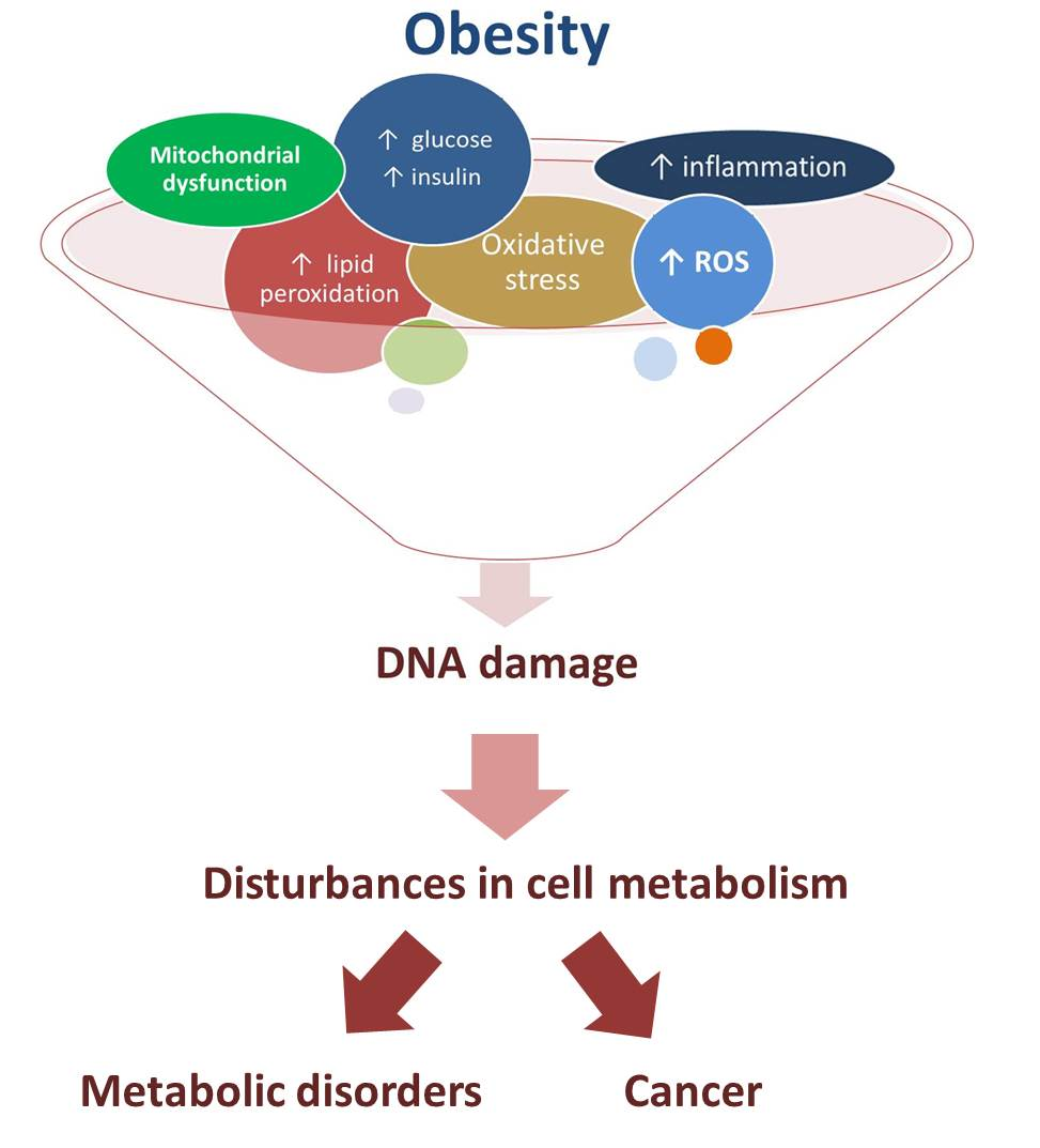 IJMS | Free Full-Text | Obesity, DNA Damage, and Development of Obesity ...