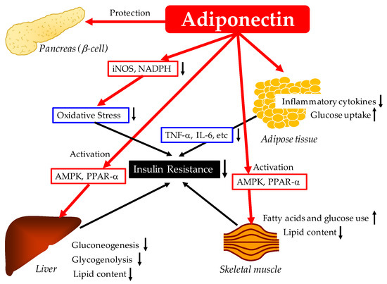 Beneficial Effects of Adiponectin on Glucose and Lipid Metabolism and ...