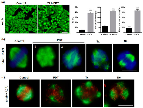 Mitotic Catastrophe Induced in HeLa Tumor Cells by Photodynamic Therapy ...