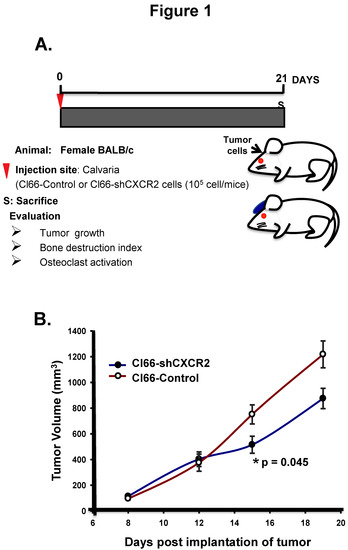 CXCR2: A Novel Mediator of Mammary Tumor Bone Metastasis