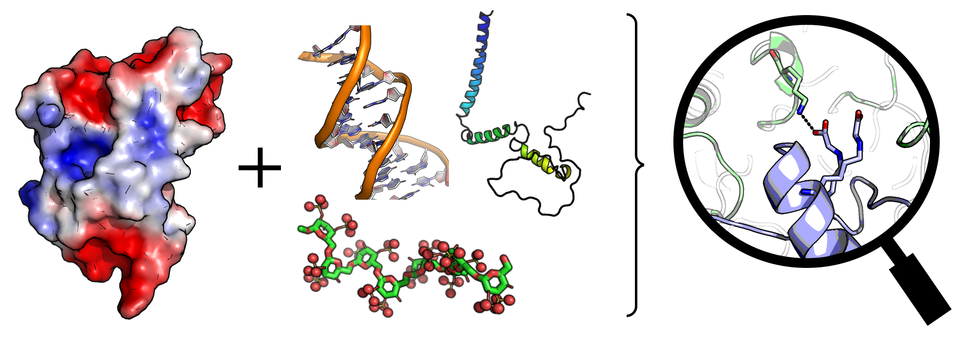 IJMS | Free Full-Text | Protein Interaction with Charged Macromolecules: From Model Polymers to ...