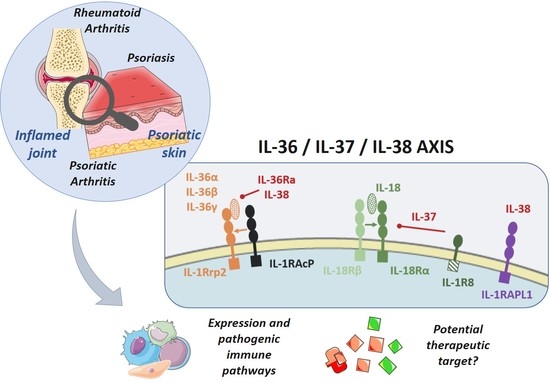 IJMS | Free Full-Text | IL-36, IL-37, and IL-38 Cytokines in Skin and Joint Inflammation: A ...