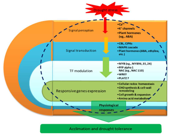 IJMS | Special Issue : Mechanisms of Drought Stress Tolerance in Plants