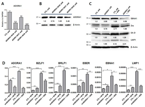 Adenosine Induces EBV Lytic Reactivation through ADORA1 in EBV ...