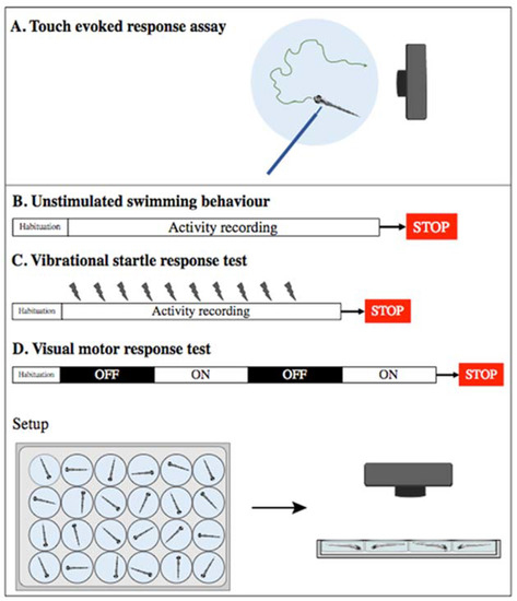 Zebrafish Models of Neurodevelopmental Disorders: Limitations and ...