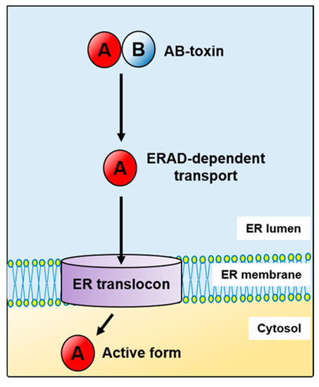 IJMS | Free Full-Text | Toxins Utilize the Endoplasmic Reticulum ...