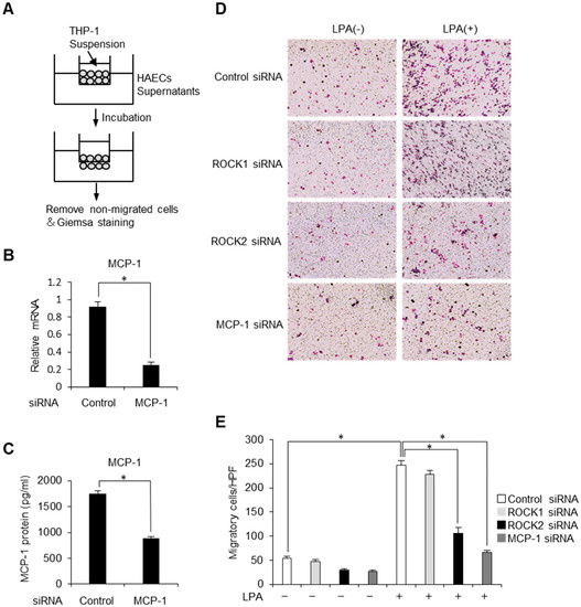ROCK2 Regulates Monocyte Migration and Cell to Cell Adhesion in ...
