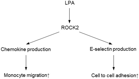 ROCK2 Regulates Monocyte Migration and Cell to Cell Adhesion in ...