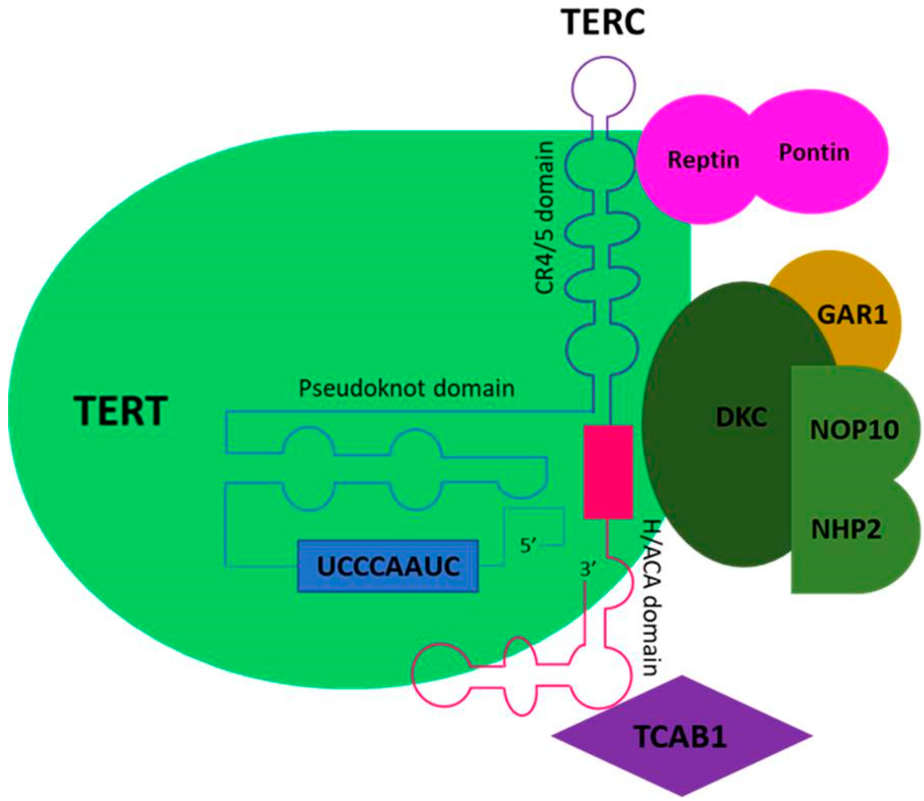 Ijms Free Full Text Telomeres And Telomerase In Cutaneous Squamous