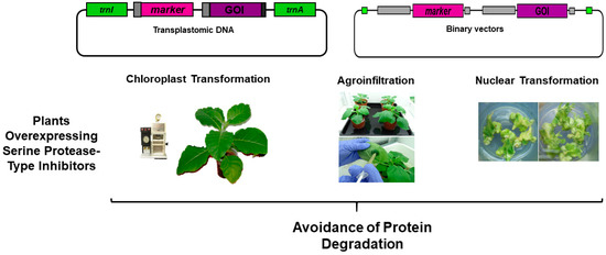 Plant Serine Protease Inhibitors: Biotechnology Application in ...