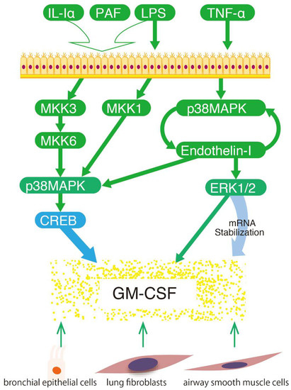 Creb Signaling Pathway