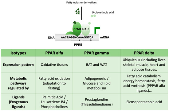 Nutritional Regulation of Gene Expression: Carbohydrate-, Fat- and ...