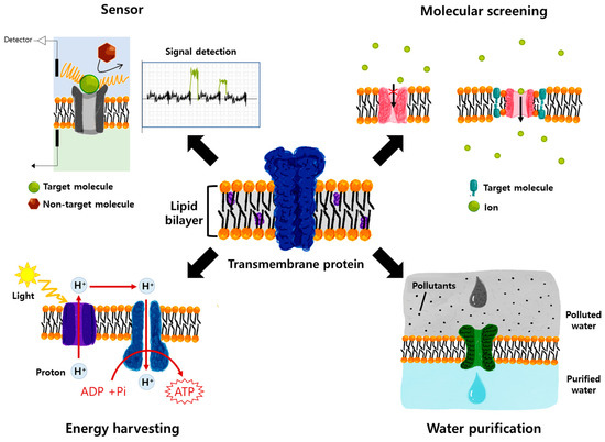 Biomimetic Membranes with Transmembrane Proteins: State-of-the-Art in ...