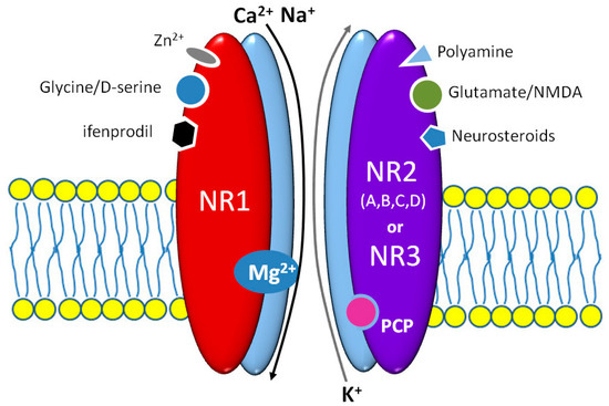 IJMS | Free Full-Text | NMDA Receptor Model of Antipsychotic Drug ...