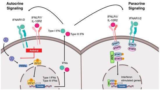 Differential Regulation of Type I and Type III Interferon Signaling