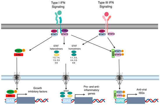 Differential Regulation of Type I and Type III Interferon Signaling
