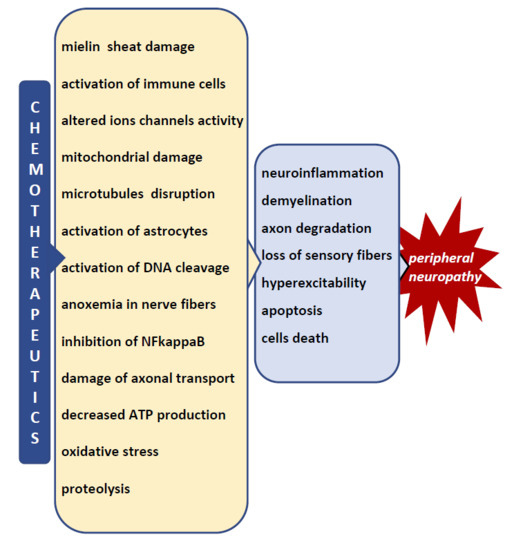 IJMS | Free Full-Text | Mechanisms of Chemotherapy-Induced Peripheral Neuropathy