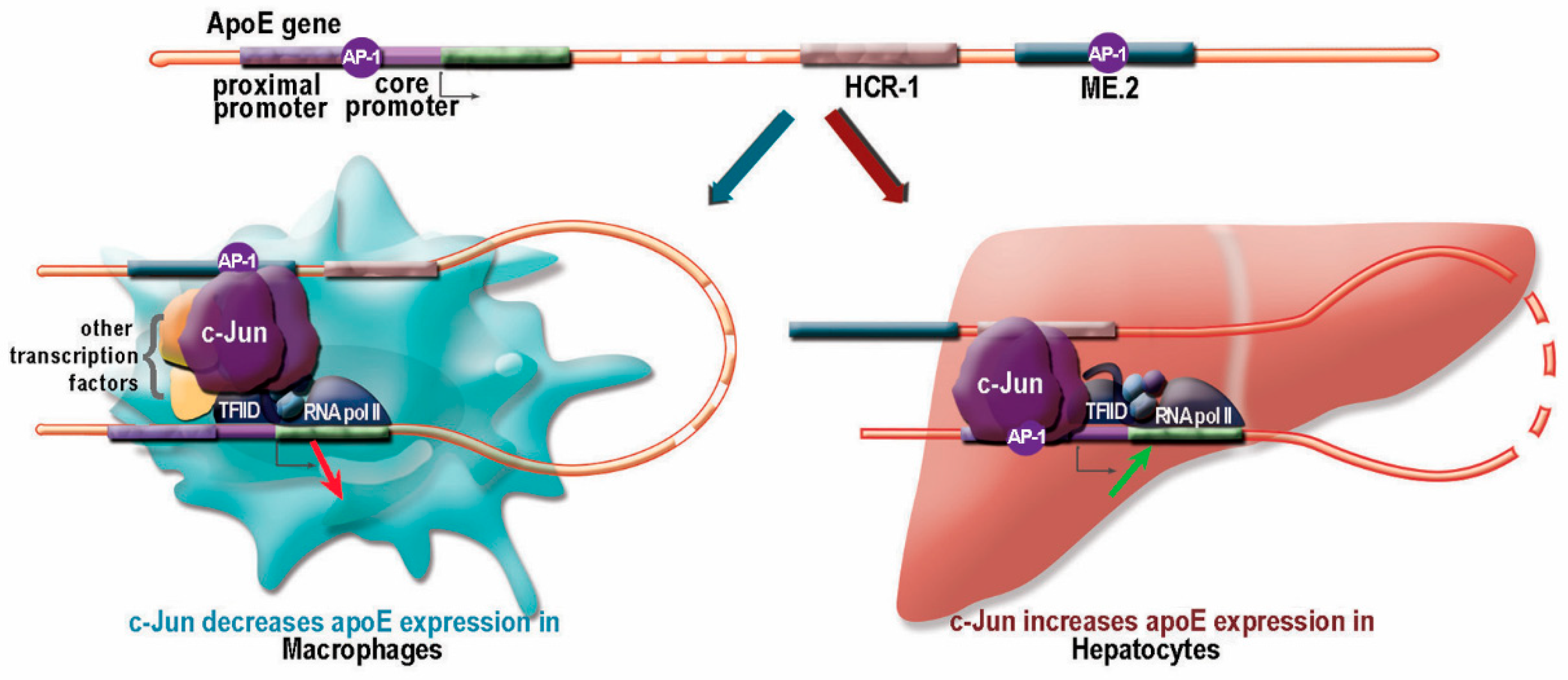 Ijms Free Full Text The Opposite Effect Of C Jun Transcription