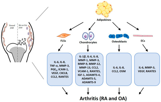IJMS | Free Full-Text | Associations between Adipokines in Arthritic Disease and Implications ...