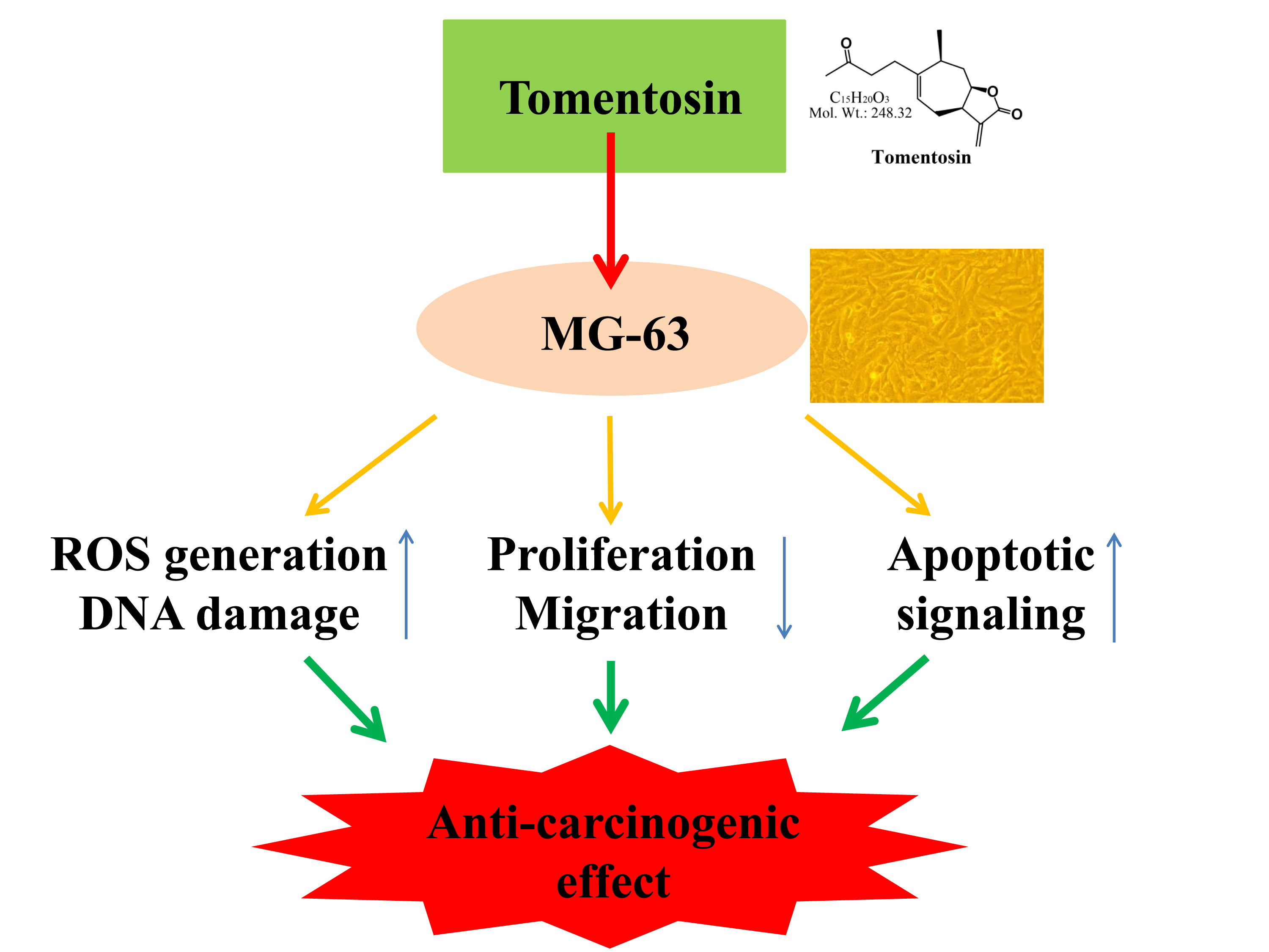 IJMS | Free Full-Text | Tomentosin Displays Anti-Carcinogenic Effect in Human Osteosarcoma MG-63 ...
