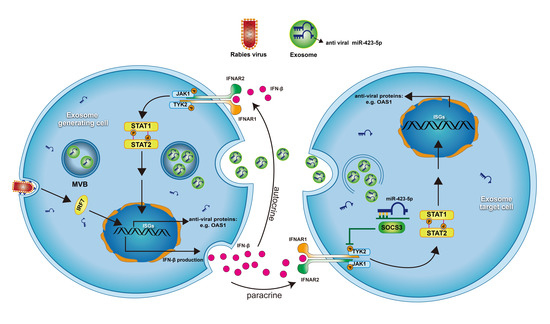 IJMS | Free Full-Text | Exosome-Mediated Delivery of Inducible miR-423 ...