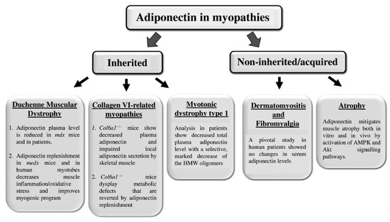 Adiponectin in Myopathies