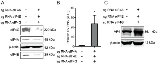 The Eukaryotic Translation Initiation Factor 4F Complex Restricts ...