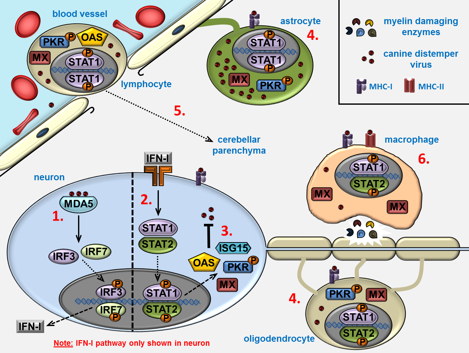 Can Canine Distemper Virus Infect Humans