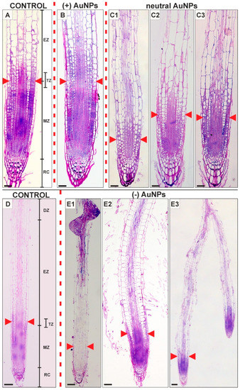Effect of Nanoparticles Surface Charge on the Arabidopsis thaliana (L ...