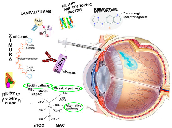 IJMS | Free Full-Text | Therapeutic Approaches with Intravitreal ...