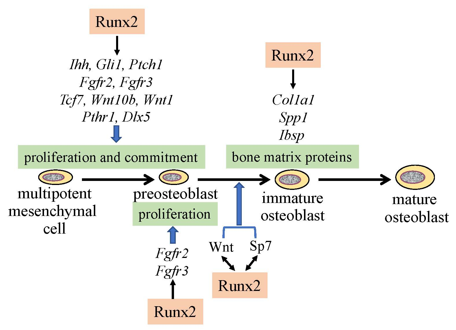 IJMS | Free Full-Text | Regulation of Proliferation, Differentiation and Functions of ...