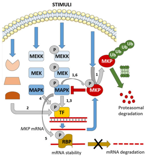 Mitogen-Activated Protein Kinase Phosphatases (MKPs) in Fungal ...